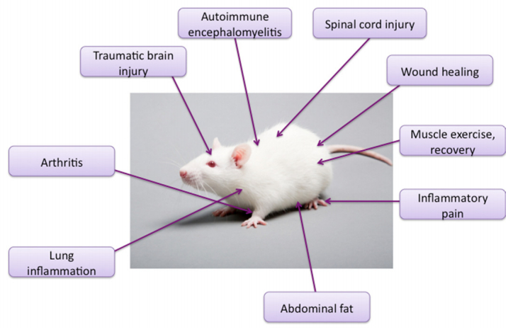 Diet-Induced Obesity Animal Models Of Pain - rutortamil